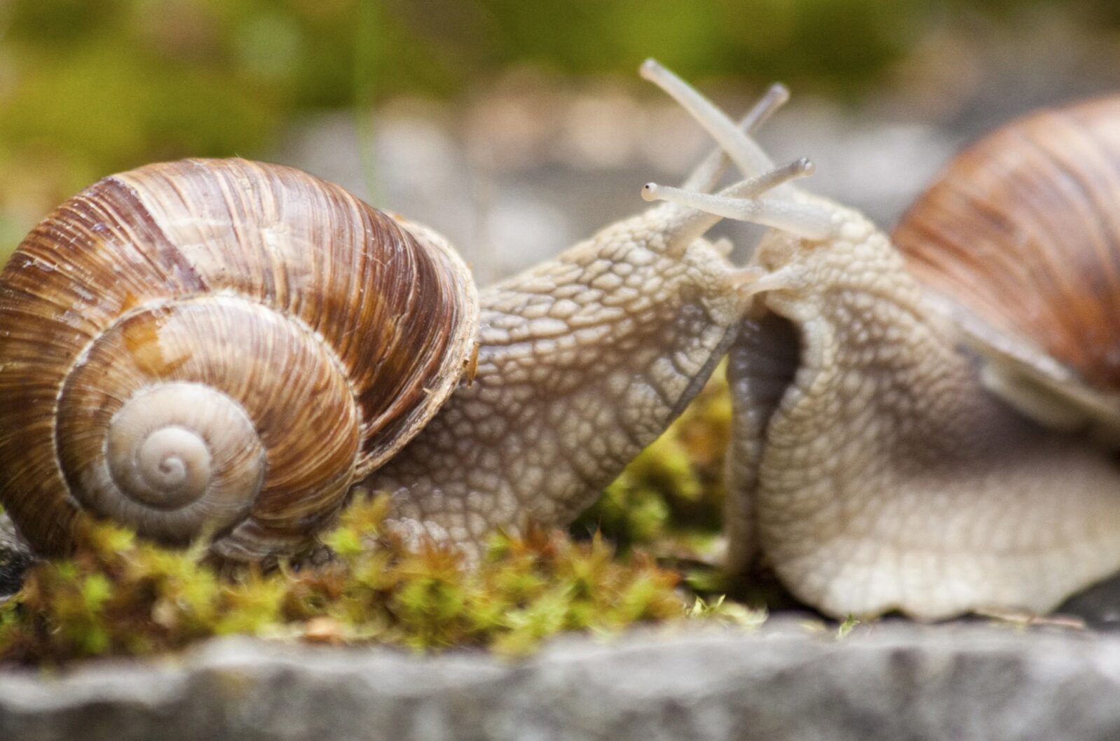 10 Pflanzen die Schnecken nicht mögen