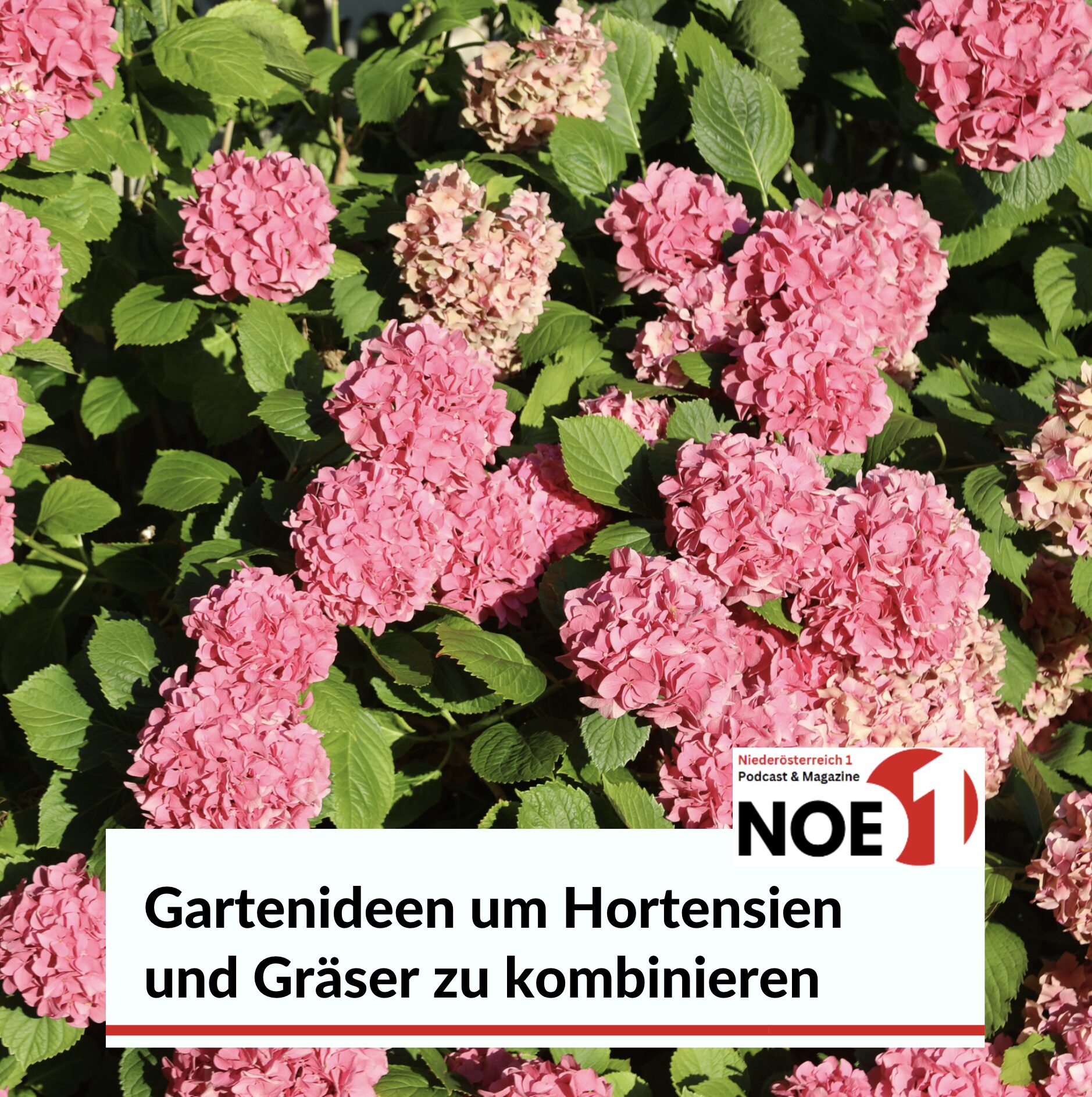 Hortensien Niedrigere Klassifizierungen